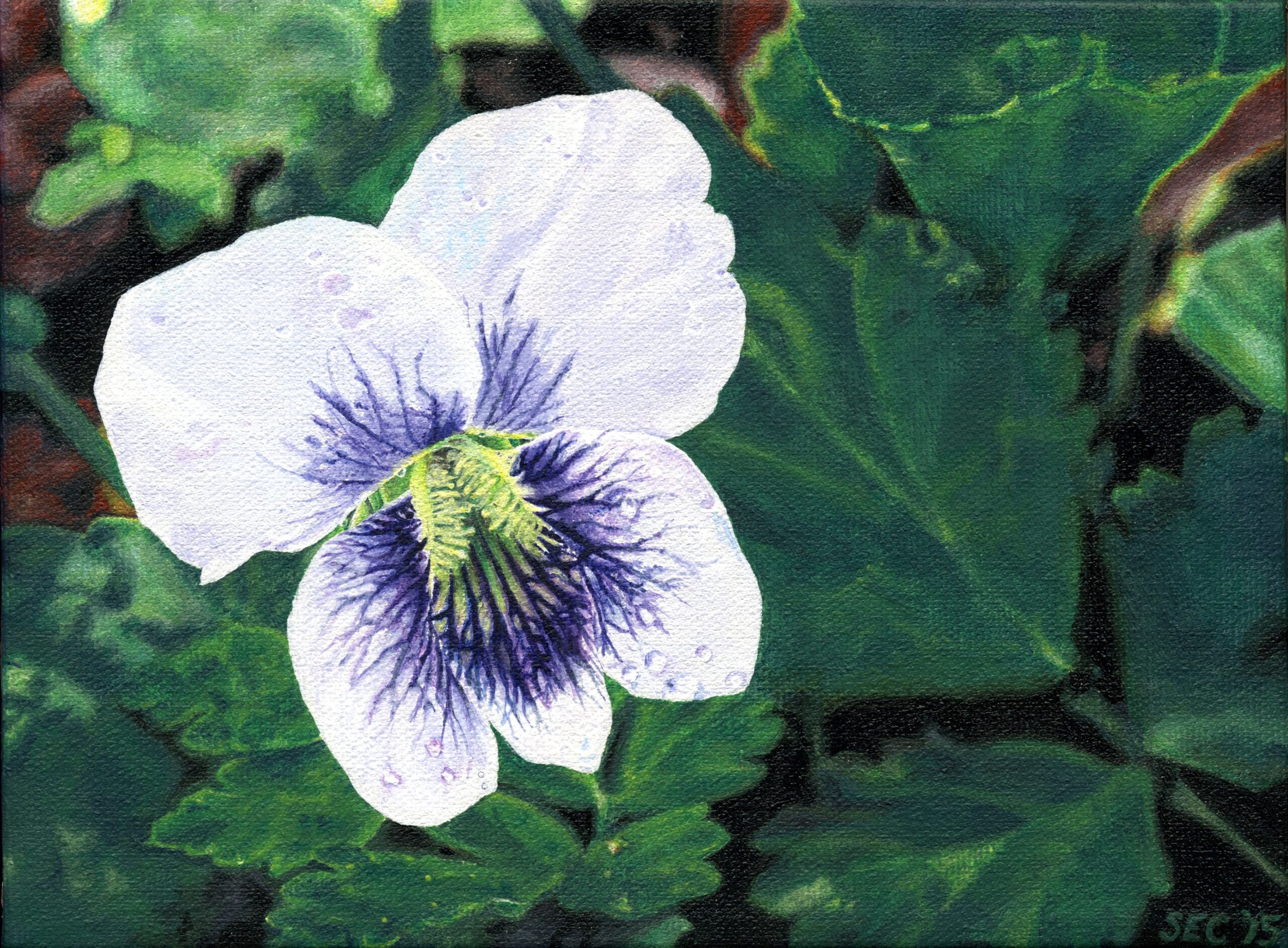 Canada Violet – note card - Sylvia Casbourn