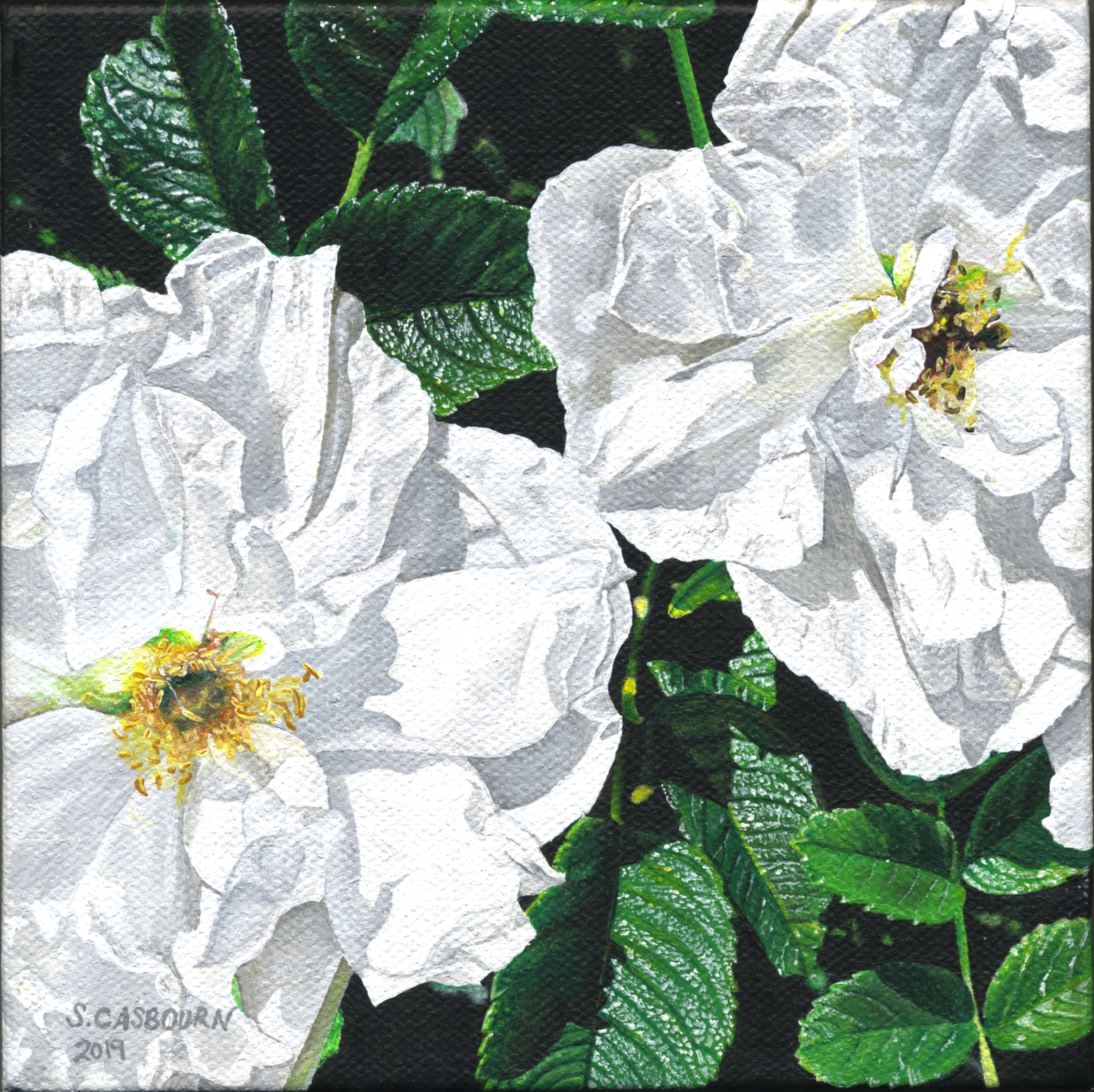 Wild White Roses n°2 – note card - Sylvia Casbourn